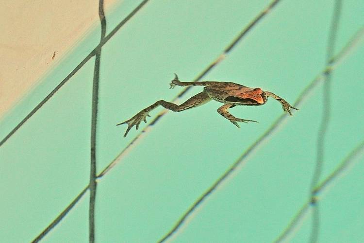 How to Keep Frogs Out of the Pool: The Best 7 Surefire Ways to Keep ...