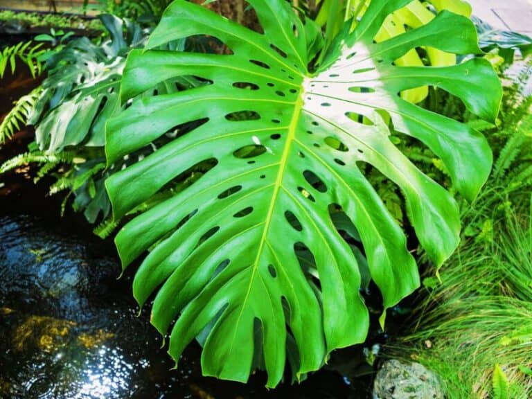 How to Use Tropical Plants for Pool Privacy: Best Guide 2024